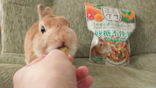 GEX『うさグラ』読者モニター結果発表！[やすらぎべジ＆ハーブ編]｜USAKURA